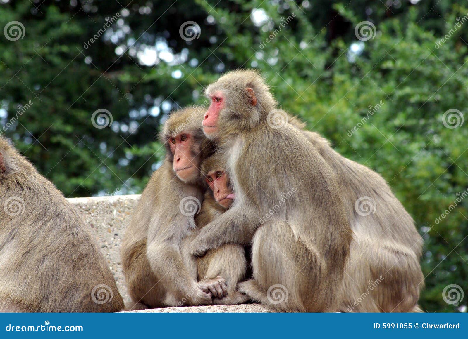 Groupe de singe image stock. Image du buissons, singe - 5991055