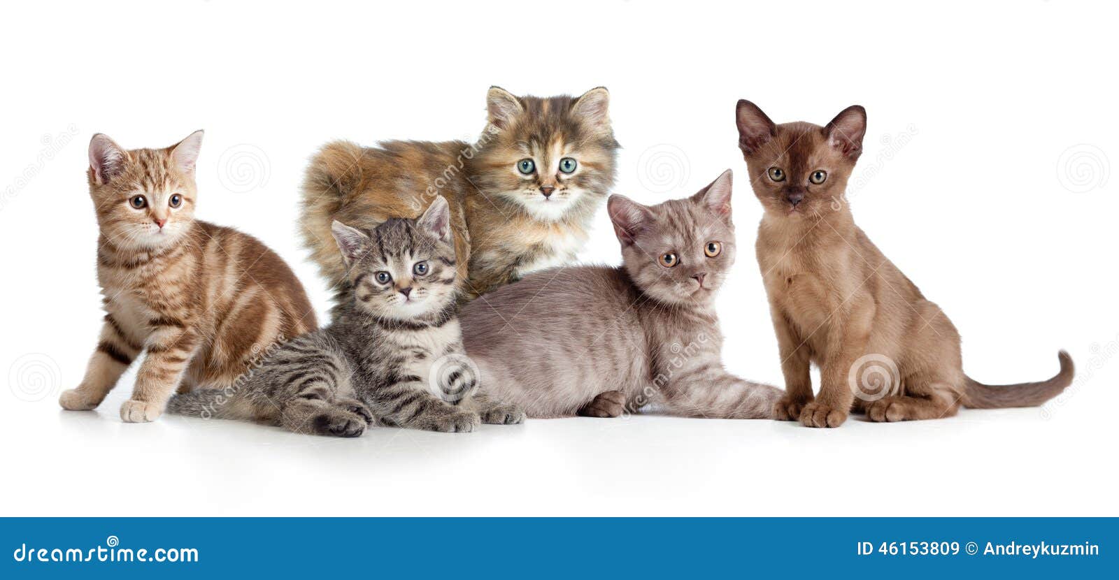 Groupe Différent De Chaton Ou De Chats Image stock - Image du hôpital ...