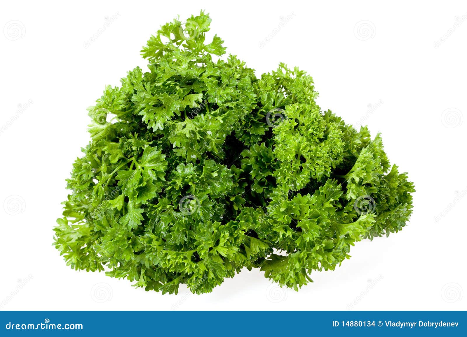 Groupe du persil photo stock. Image du vert, projectile - 14880134