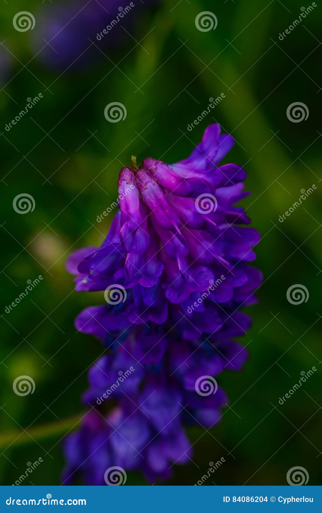 Groupe Pourpre Et Violet De Fleurs Photo stock - Image du zone ...