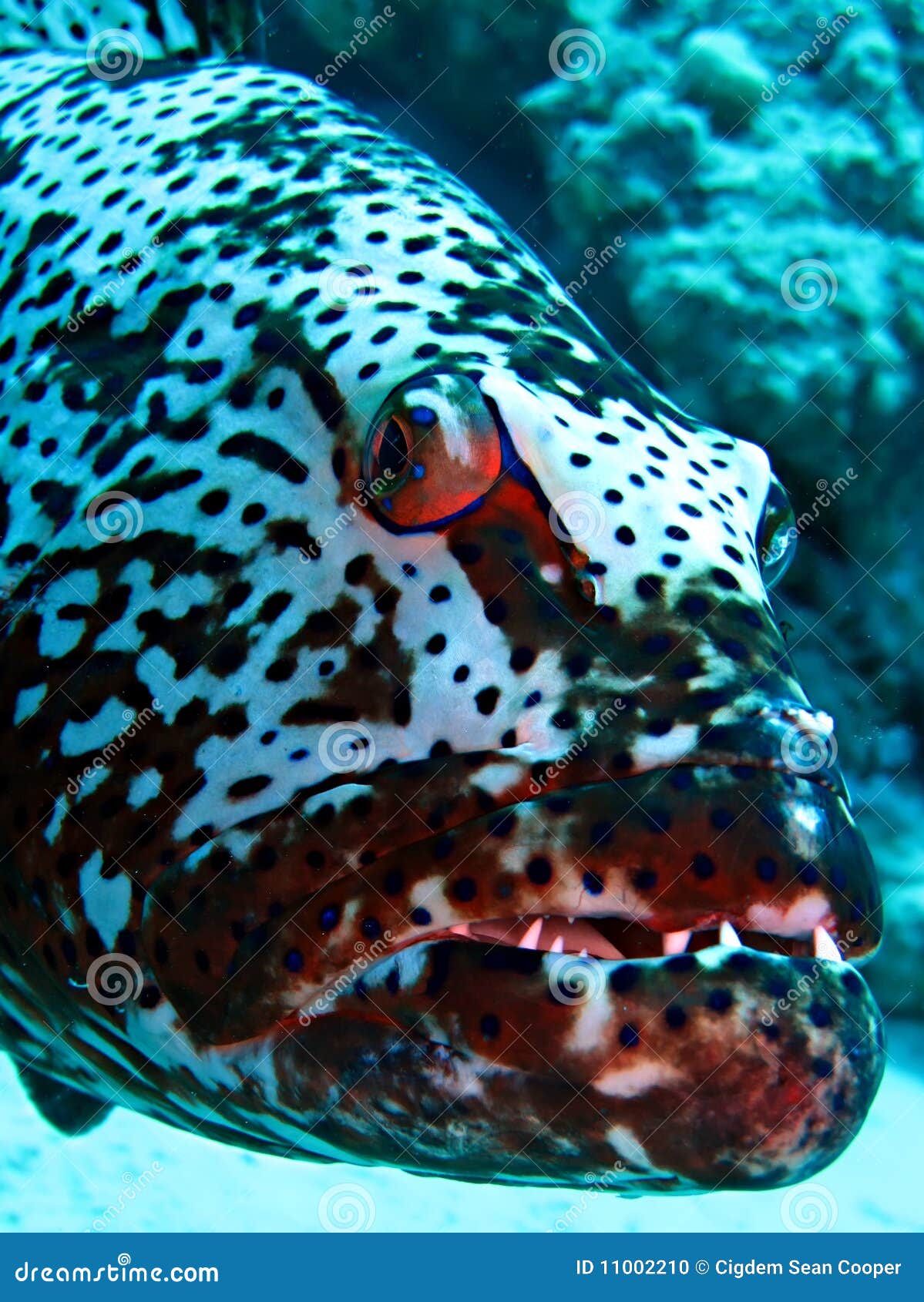 Grouper stock photo. Image of background, tropical, face - 11002210