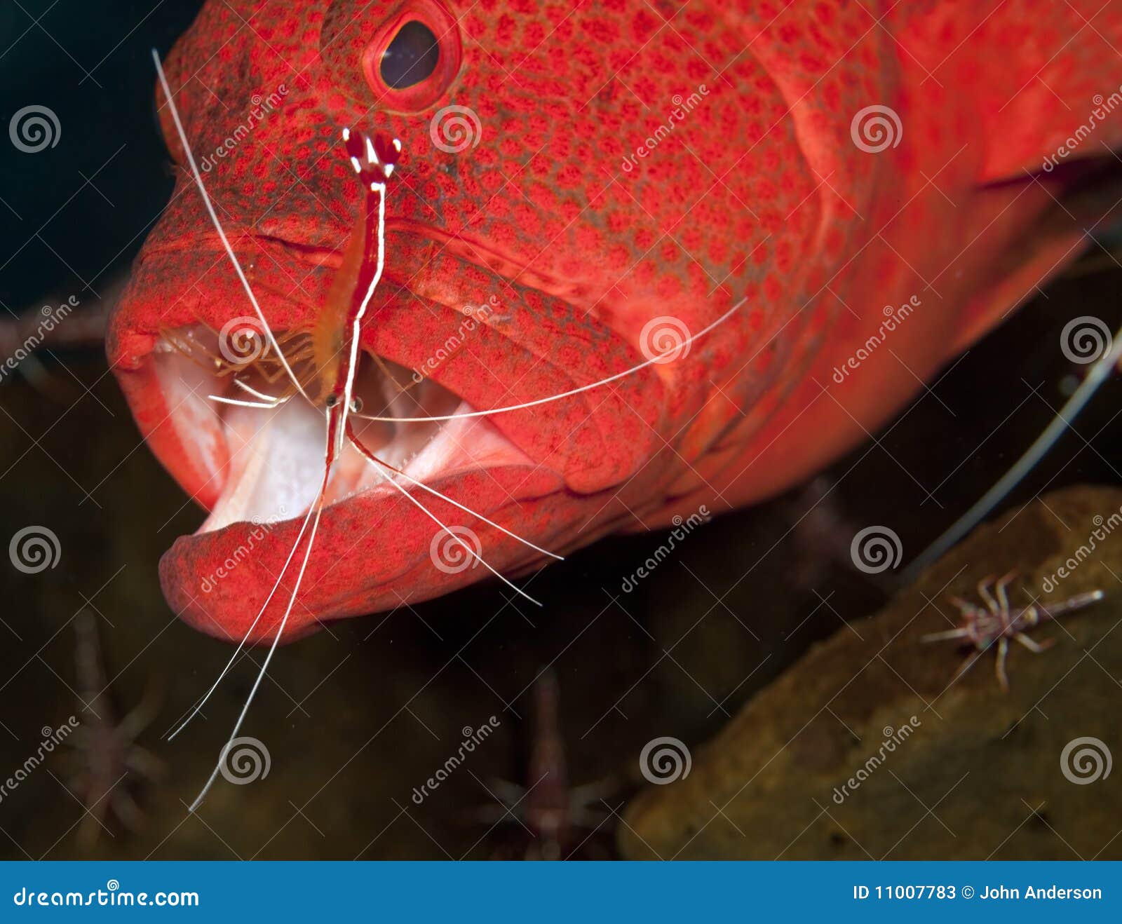 Grouper stock image. Image of grouper, underwater, shrimp - 11007783