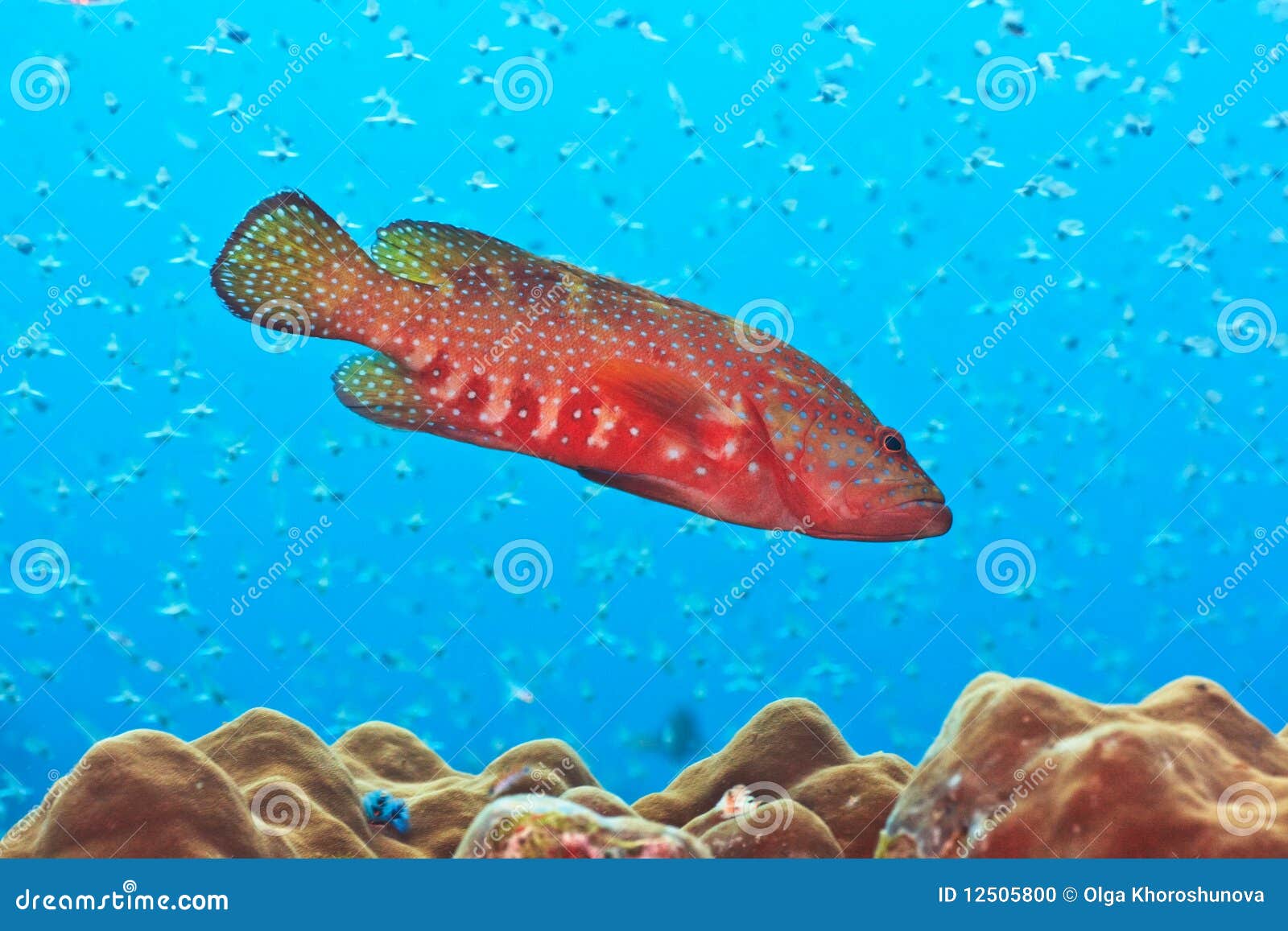 Grouper stock photo. Image of exotic, blue, tropical - 12505800