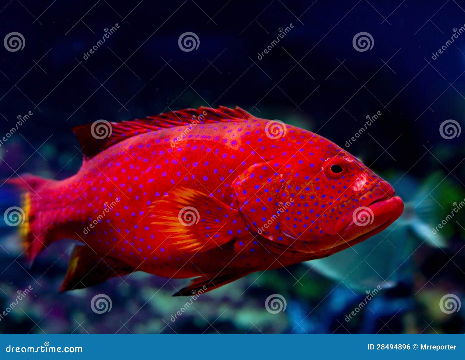 Grouper stock photo. Image of bass, spotted, dotted, tropical - 28494896