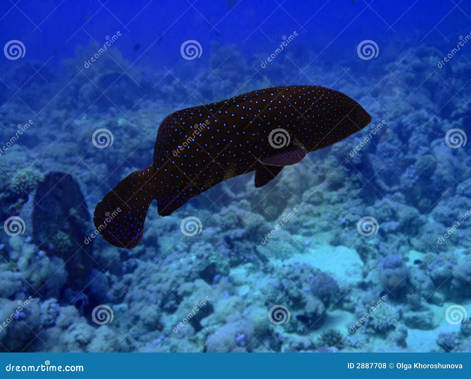 Grouper stock photo. Image of marine, colour, fish, animals - 2887708