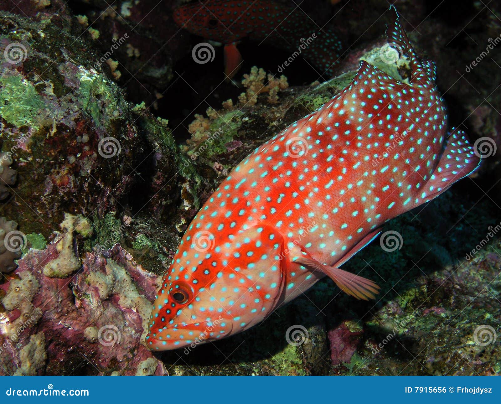 Grouper stock photo. Image of scuba, depth, snorkel, blue - 7915656