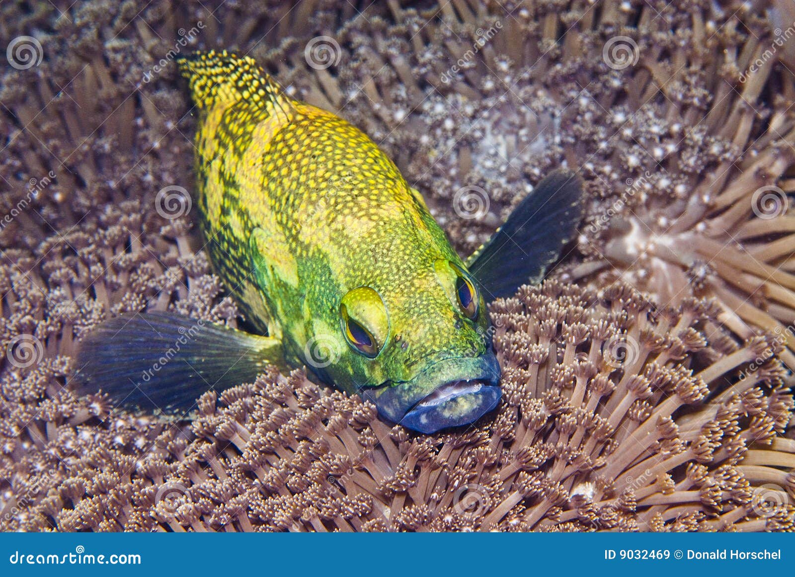 Rare Grouper Stock Photos - Free & Royalty-Free Stock Photos from ...