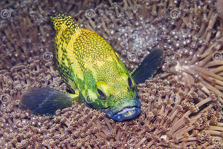 Grouper stock image. Image of groupers, facing, contact - 9032469