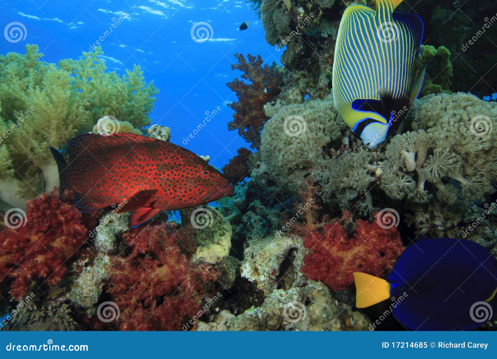 Grouper and Angelfish stock image. Image of dahab, reef - 17214685