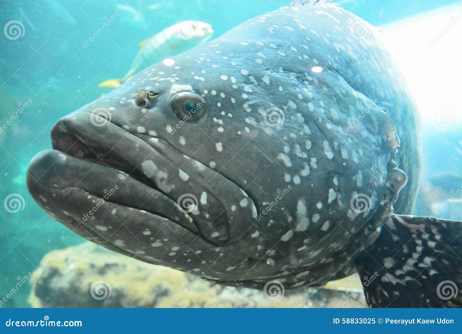 Grouper stock image. Image of bass, scuba, rock, fish - 58833025