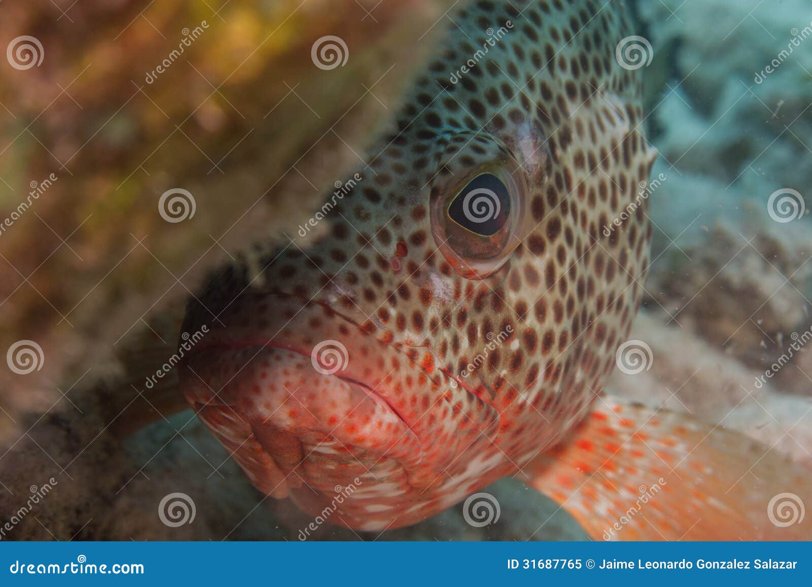 Grouper, caribbean. stock image. Image of marine, eyes - 31687765