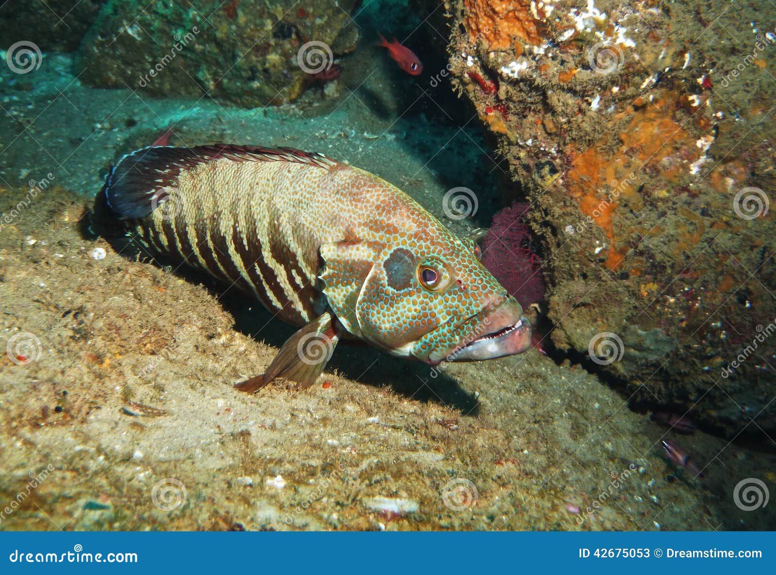 Grouper in a Cave stock image. Image of reef, california - 42675053