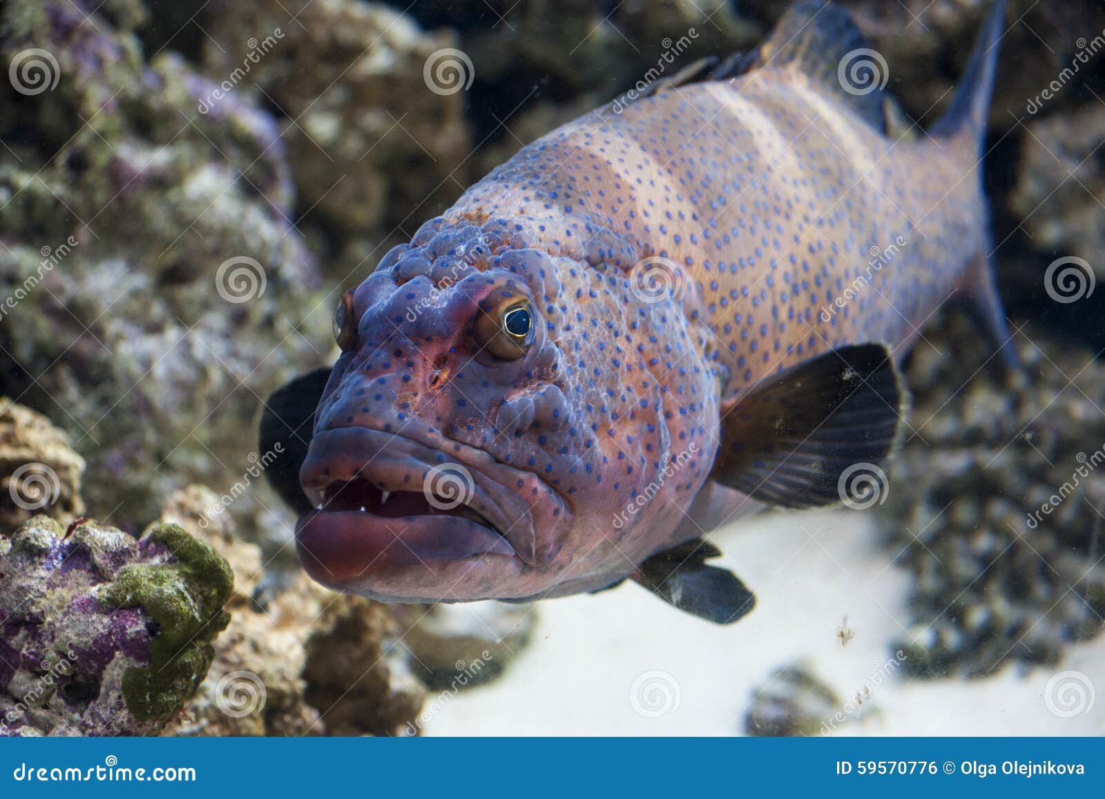 Grouper stock photo. Image of saltwater, wrasses, fish - 59570776