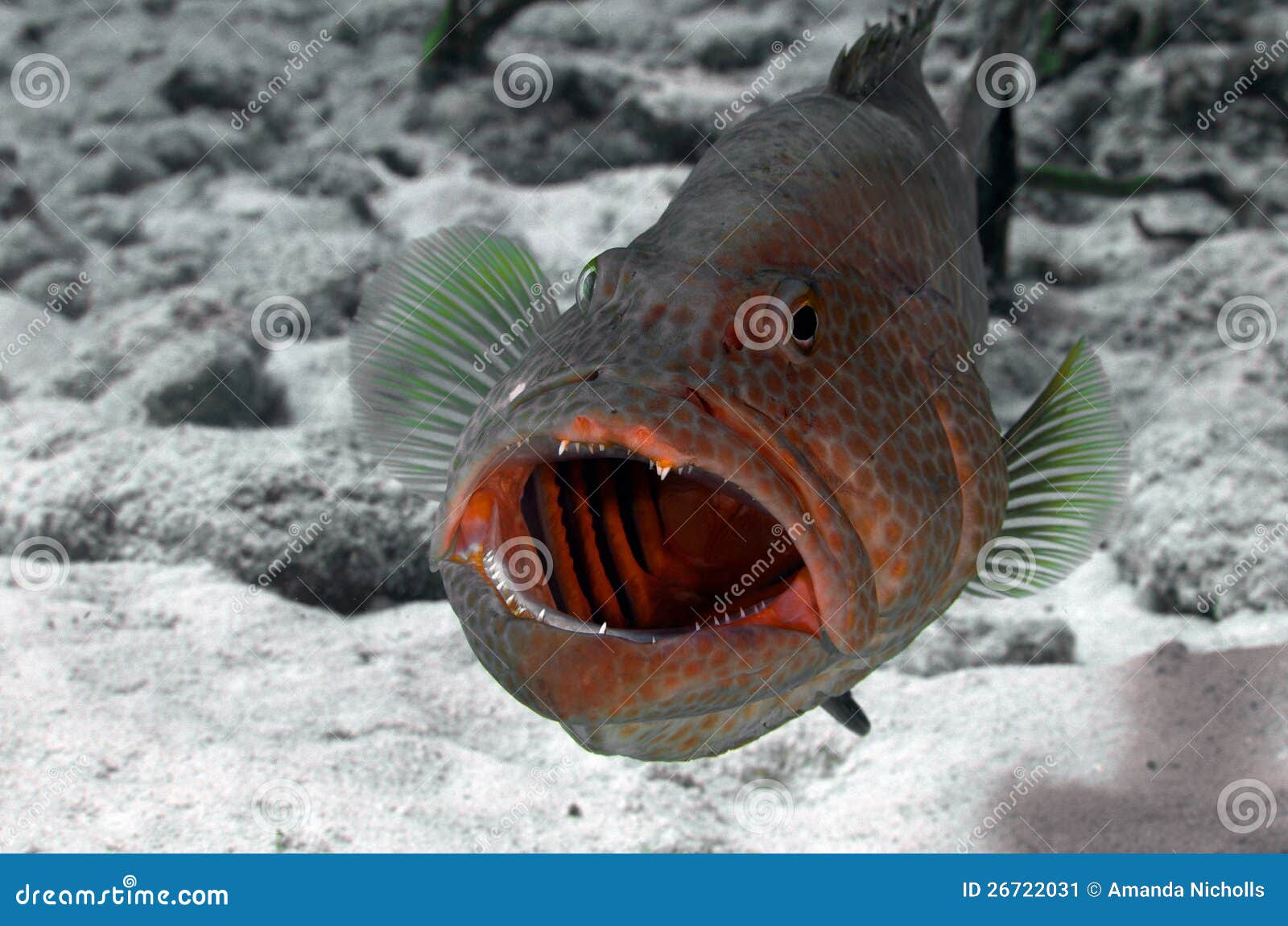 Goliath Grouper Teeth