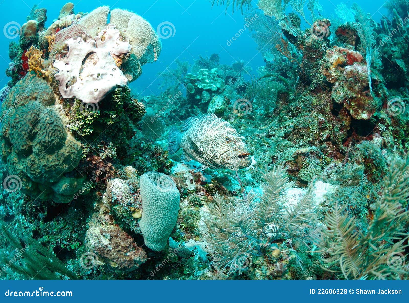 Grouper on coral reef stock photo. Image of tropical - 22606328