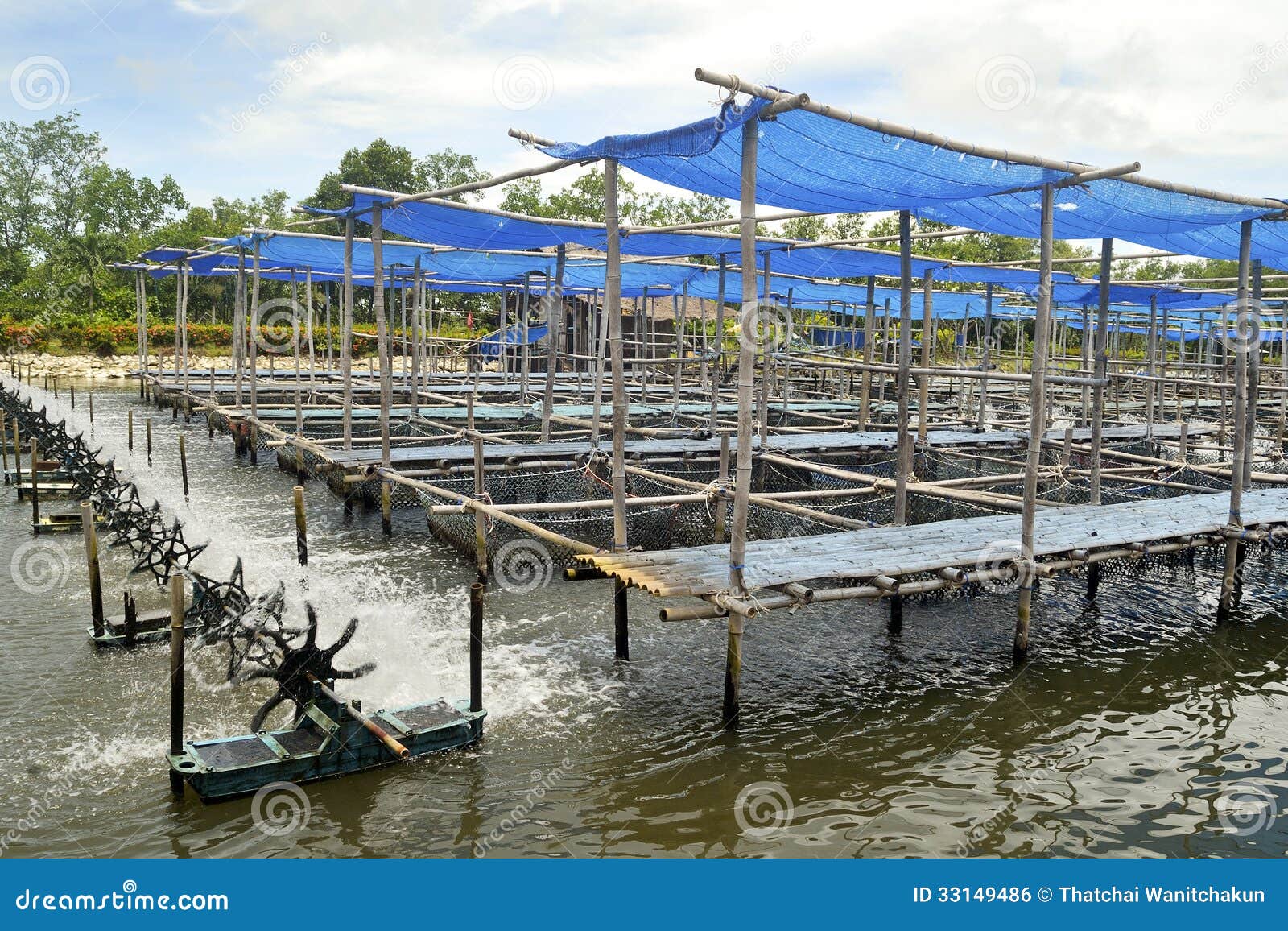 Grouper farm. stock photo. Image of grouper, thailand - 33149486