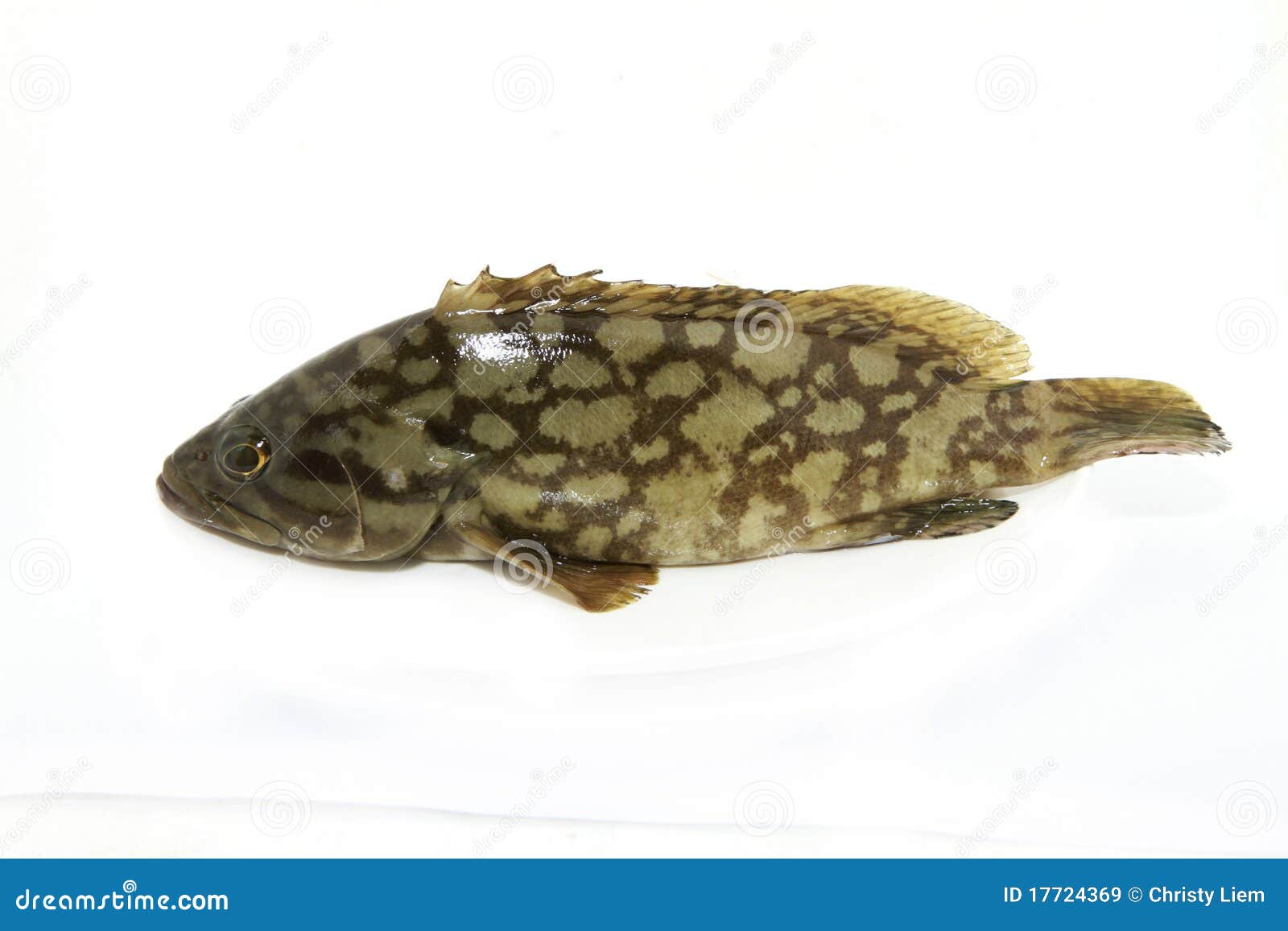 Grouper fish stock image. Image of chef, calorie, food - 17724369