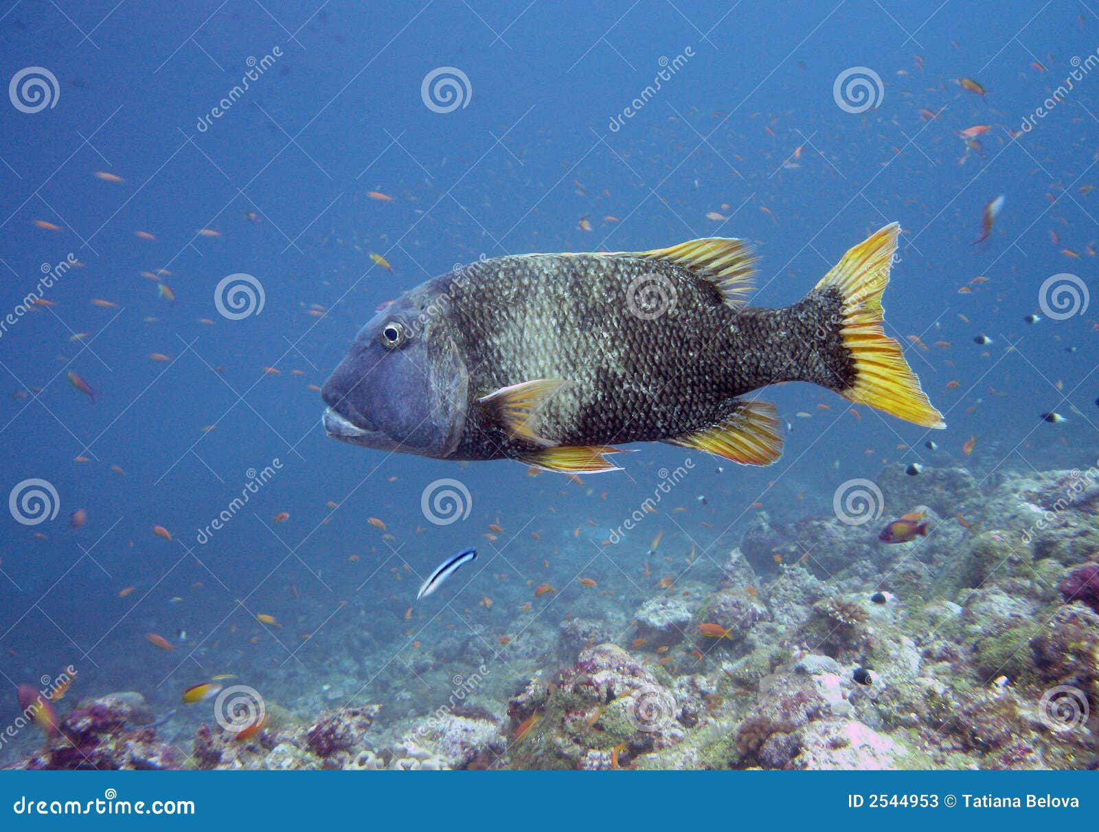 Grouper fish stock image. Image of persuasive, color, gluttonous - 2544953
