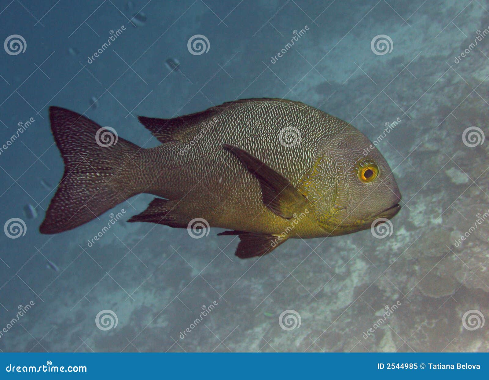 Grouper fish stock image. Image of persuasive, lips, gluttonous - 2544985