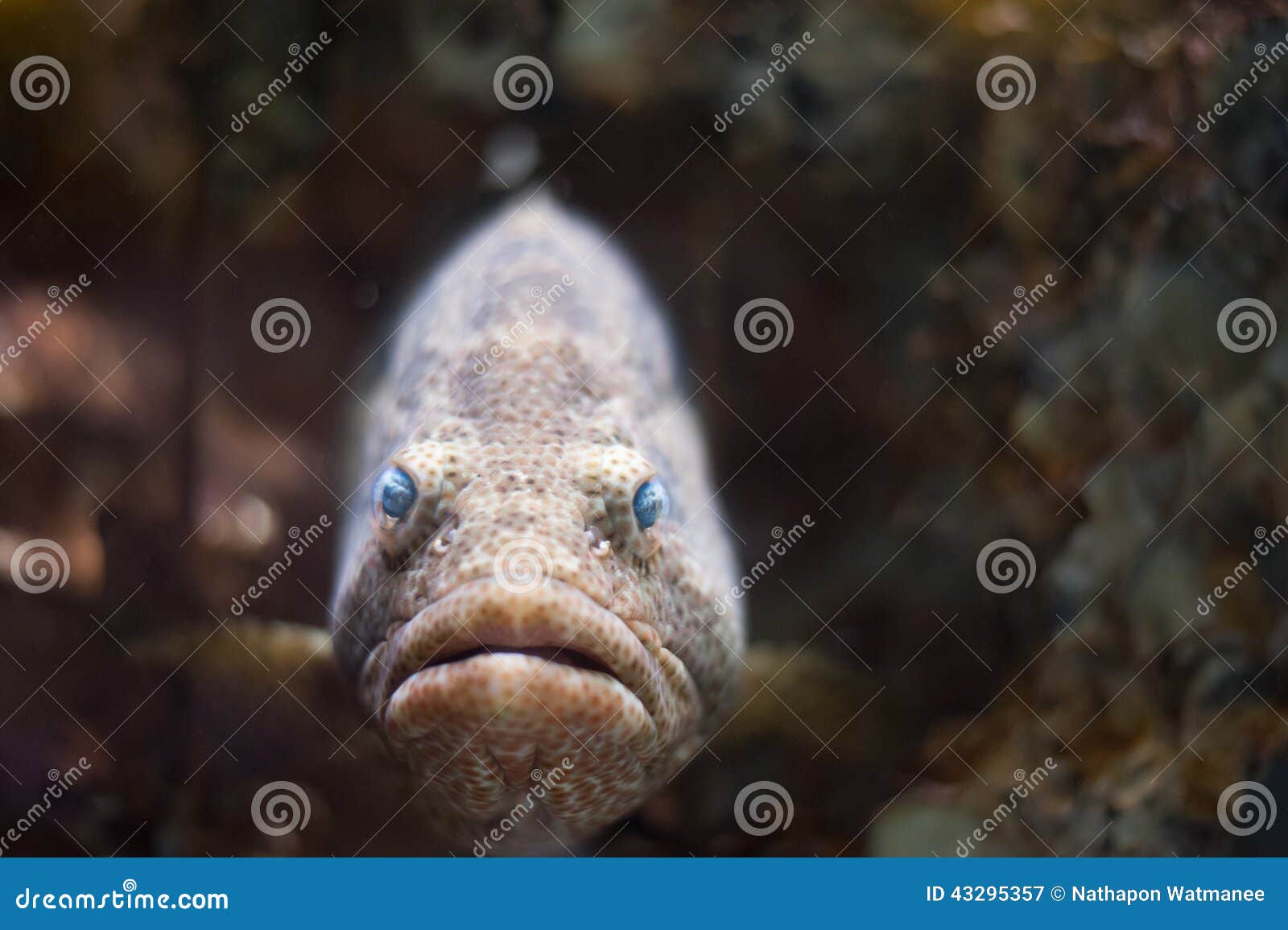Grouper fish stock image. Image of angelfish, exotic - 43295357
