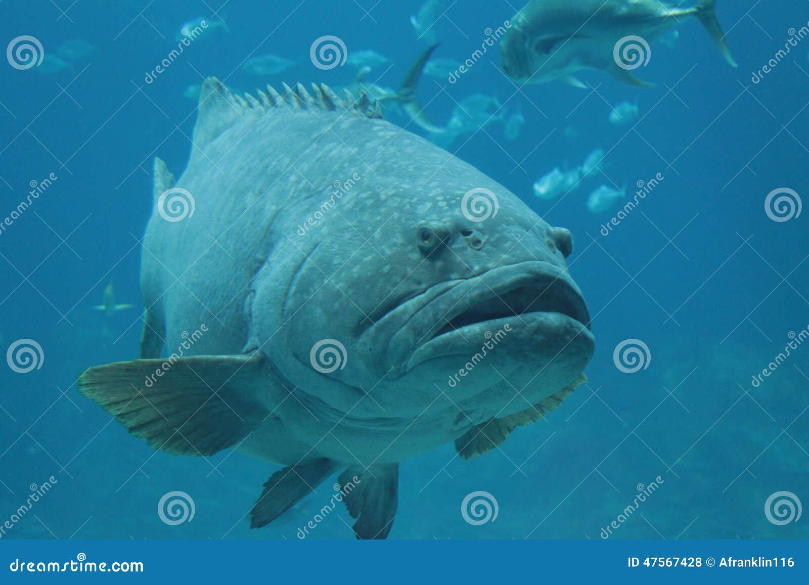 Grouper Fish in an Aquarium Stock Photo - Image of water, jack: 47567428