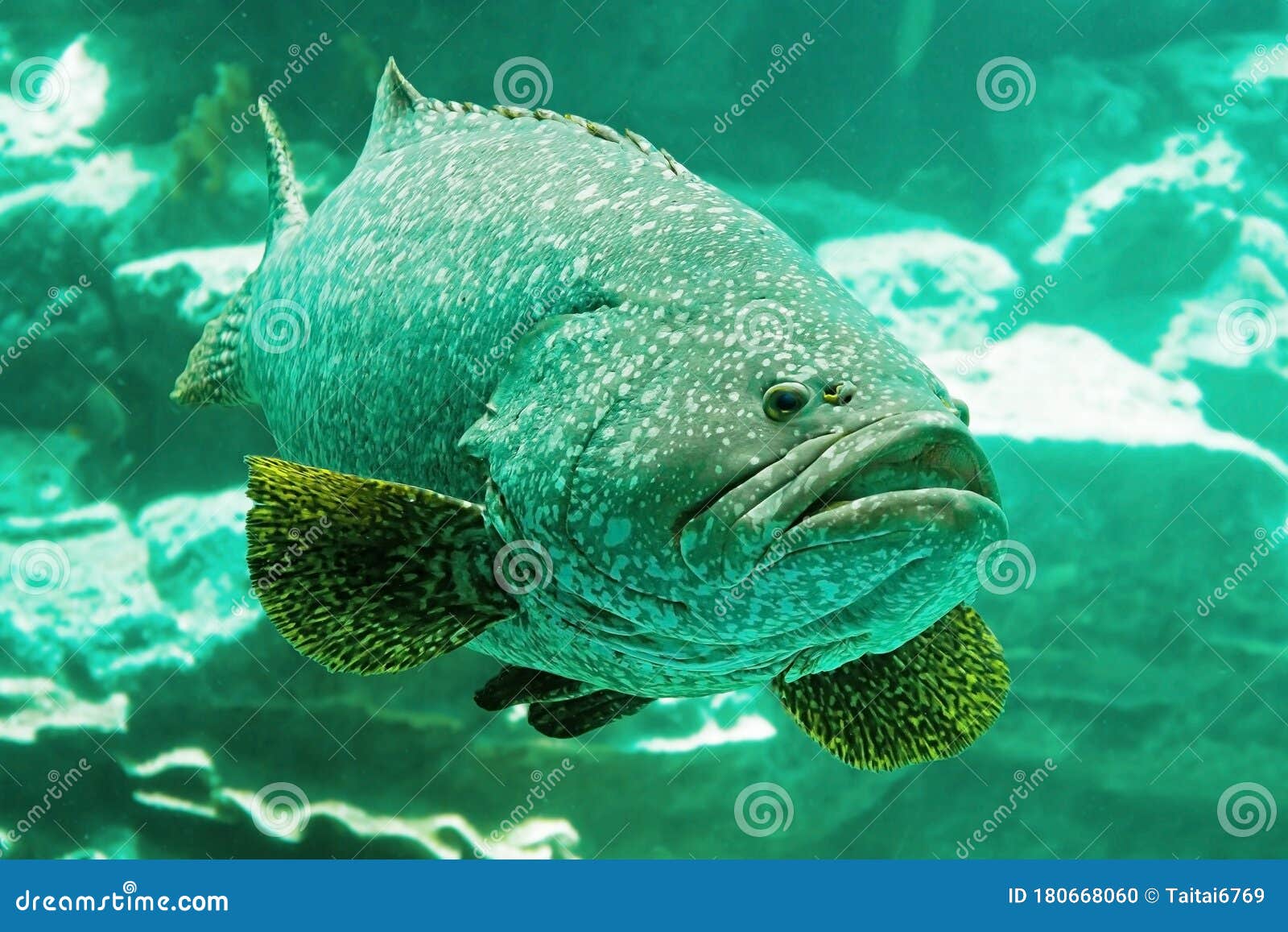 Grouper fish at aquarium stock photo. Image of fishing - 180668060