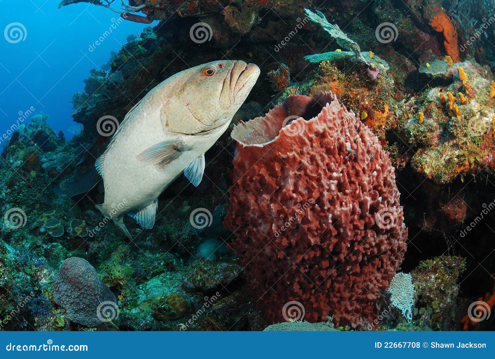 Grouper Fish and Barrel Sponge Stock Photo - Image of reef, rocks: 22667708
