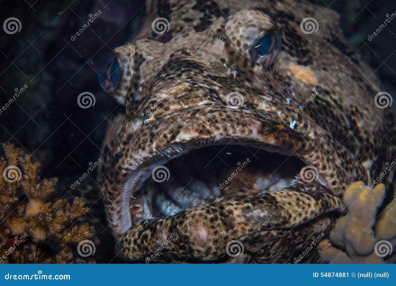 Grouper fish stock image. Image of exotic, egypt, enormous - 54874881