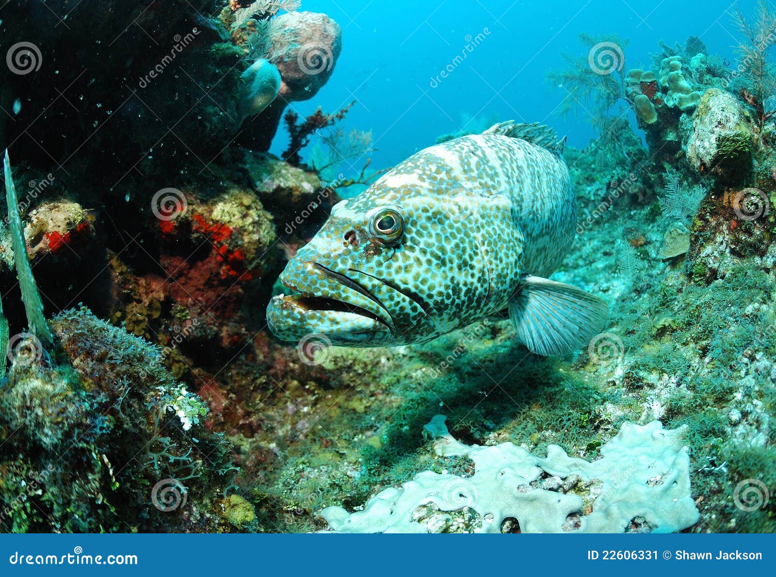 Grouper Fish At Aquarium Stock Photography | CartoonDealer.com #180668060