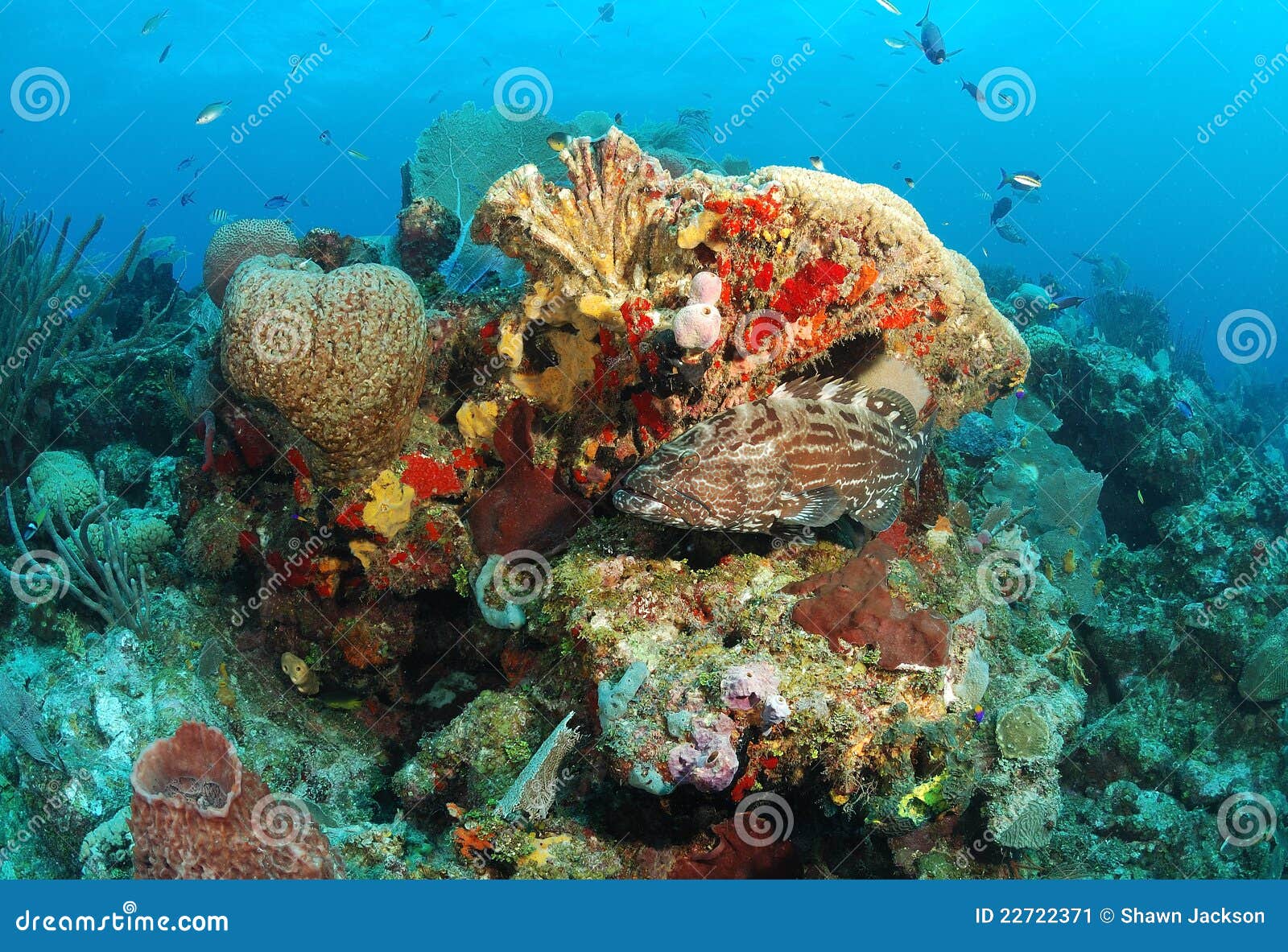 Grouper fish in coral reef stock image. Image of ocean - 22722371