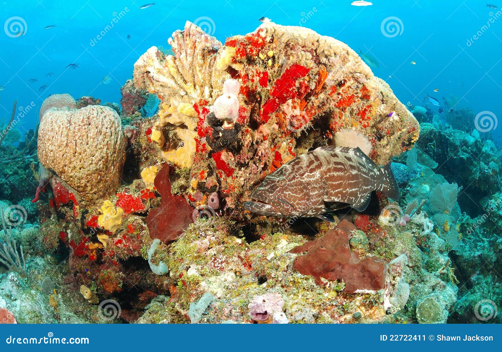 Grouper fish in coral reef stock image. Image of undersea - 22722411