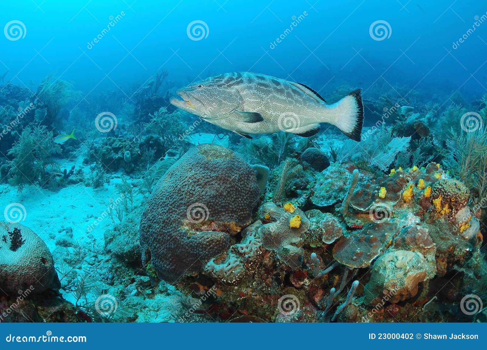 Grouper Fish and Coral Reef Stock Photo - Image of animal, serene: 23000402