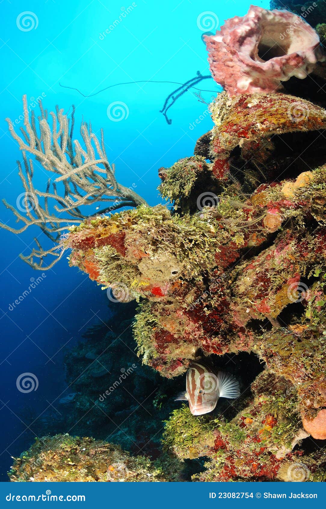 Grouper fish in coral reef stock photo. Image of ocean - 23082754