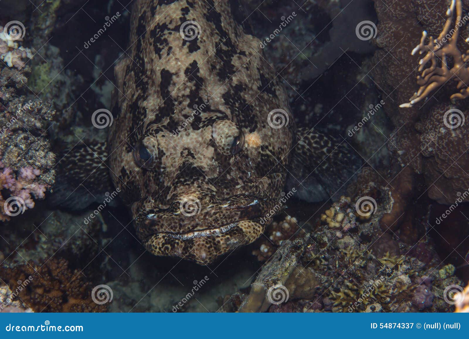 Grouper fish stock image. Image of reef, exotic, marine - 54874337
