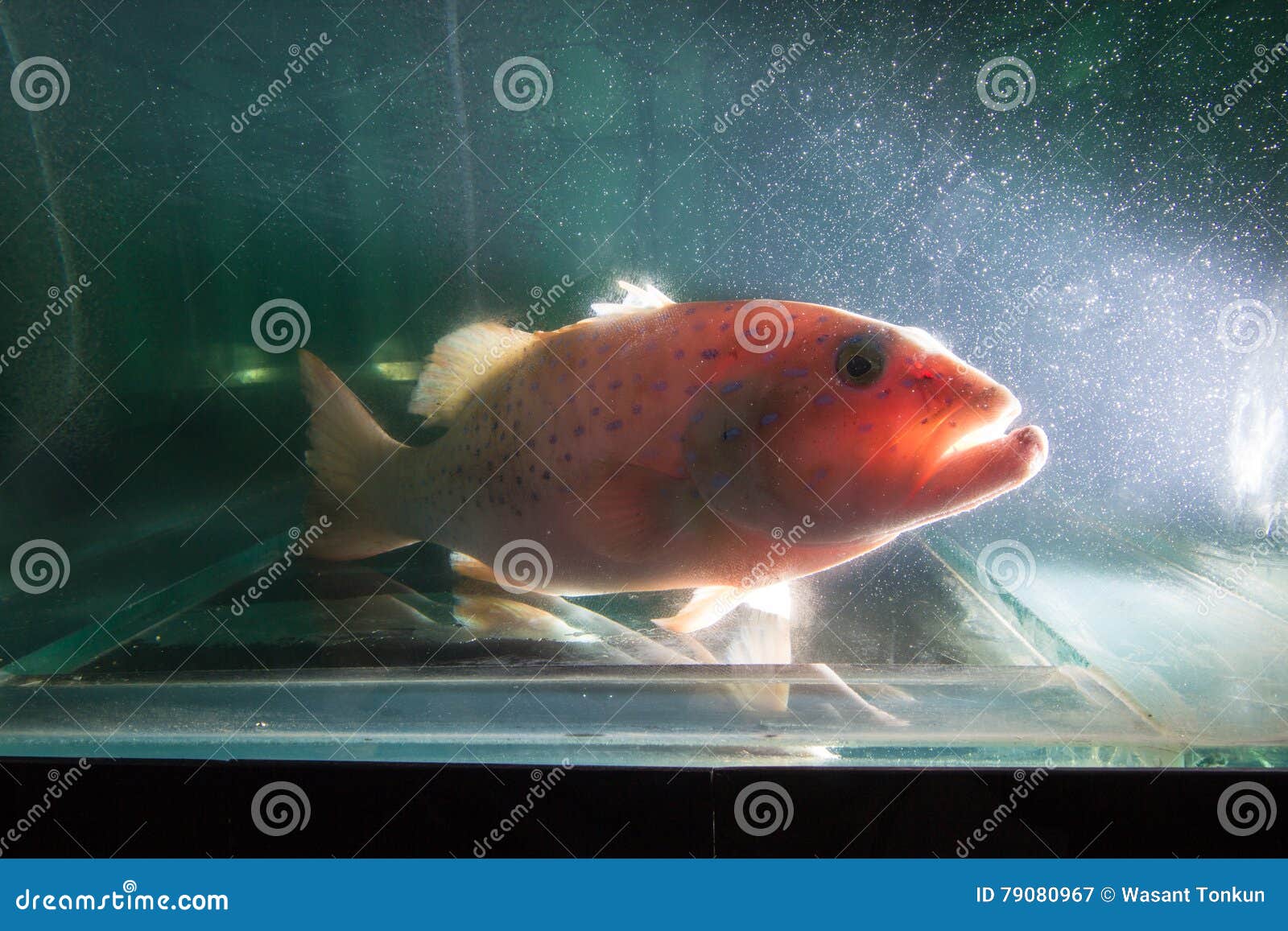 Grouper Fish Grouper Fish Under Water Stock Image - Image of leisure ...