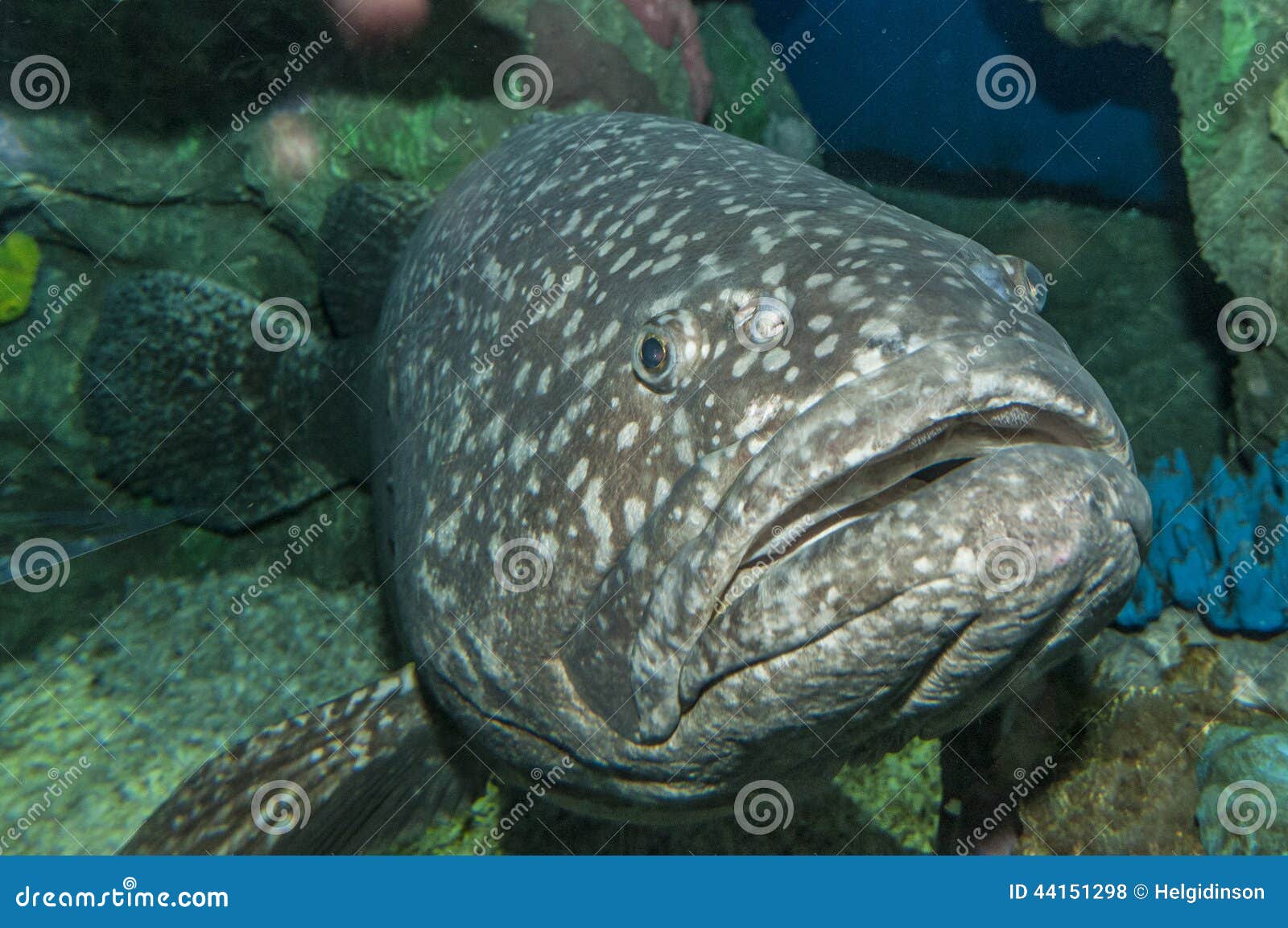 Grouper fish stock photo. Image of gourmet, marine, color - 44151298