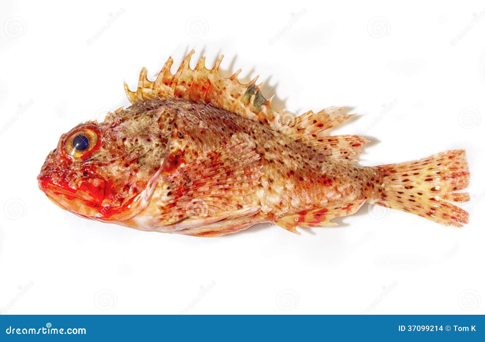 Grouper Fish At Aquarium Stock Photography | CartoonDealer.com #180668060