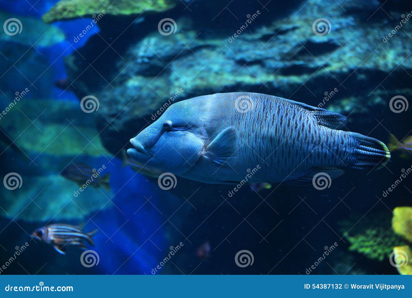 Grouper Fish stock photo. Image of fish, fishing, water - 54387132