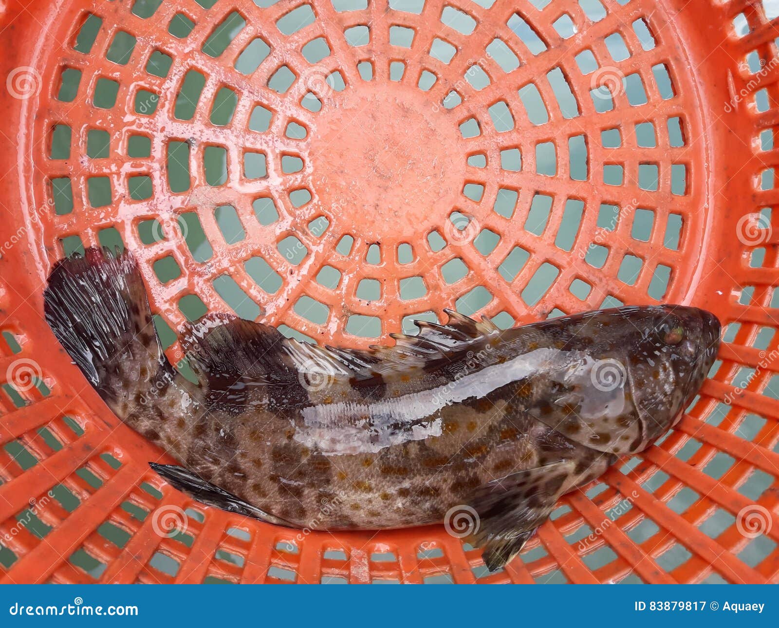 Grouper fish stock image. Image of fishmarket, reef, life - 83879817