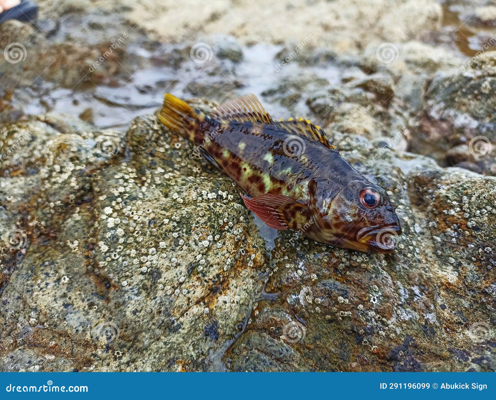 Grouper Fish Stranded on Coral on the Coast Stock Image - Image of ...