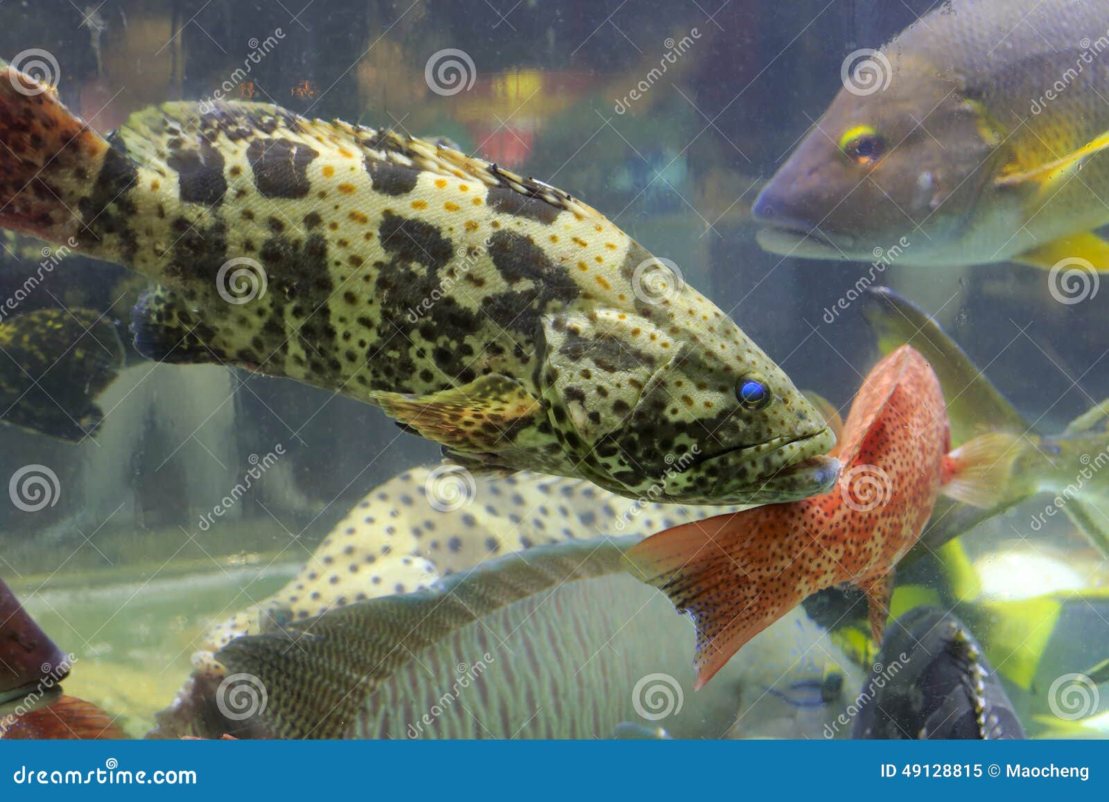Grouper stock image. Image of coral, face, fishes, animal - 49128815