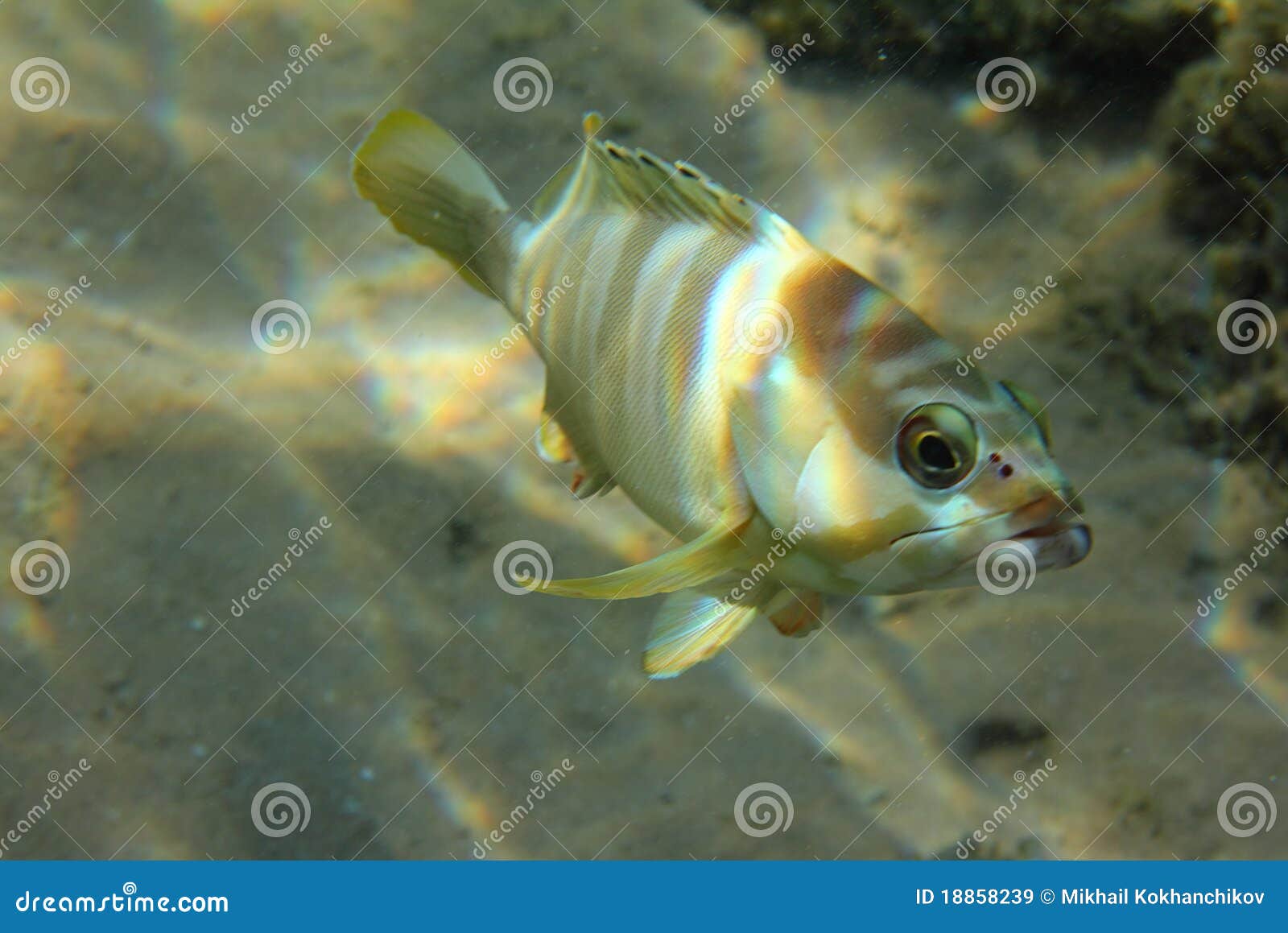 584 Fish Sebastes Stock Photos - Free & Royalty-Free Stock Photos from ...