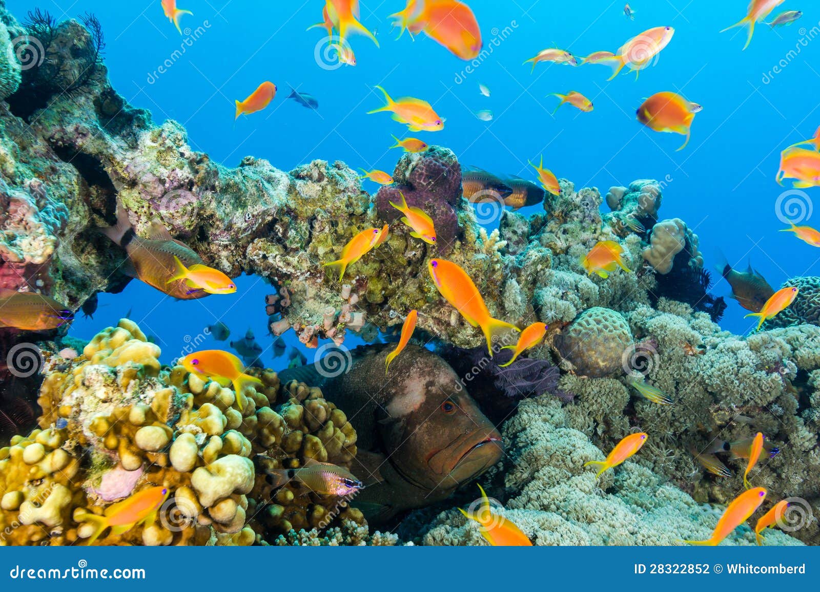 A Grouper Hides Amongst the Fish on a Coral Pinnacle Stock Photo ...