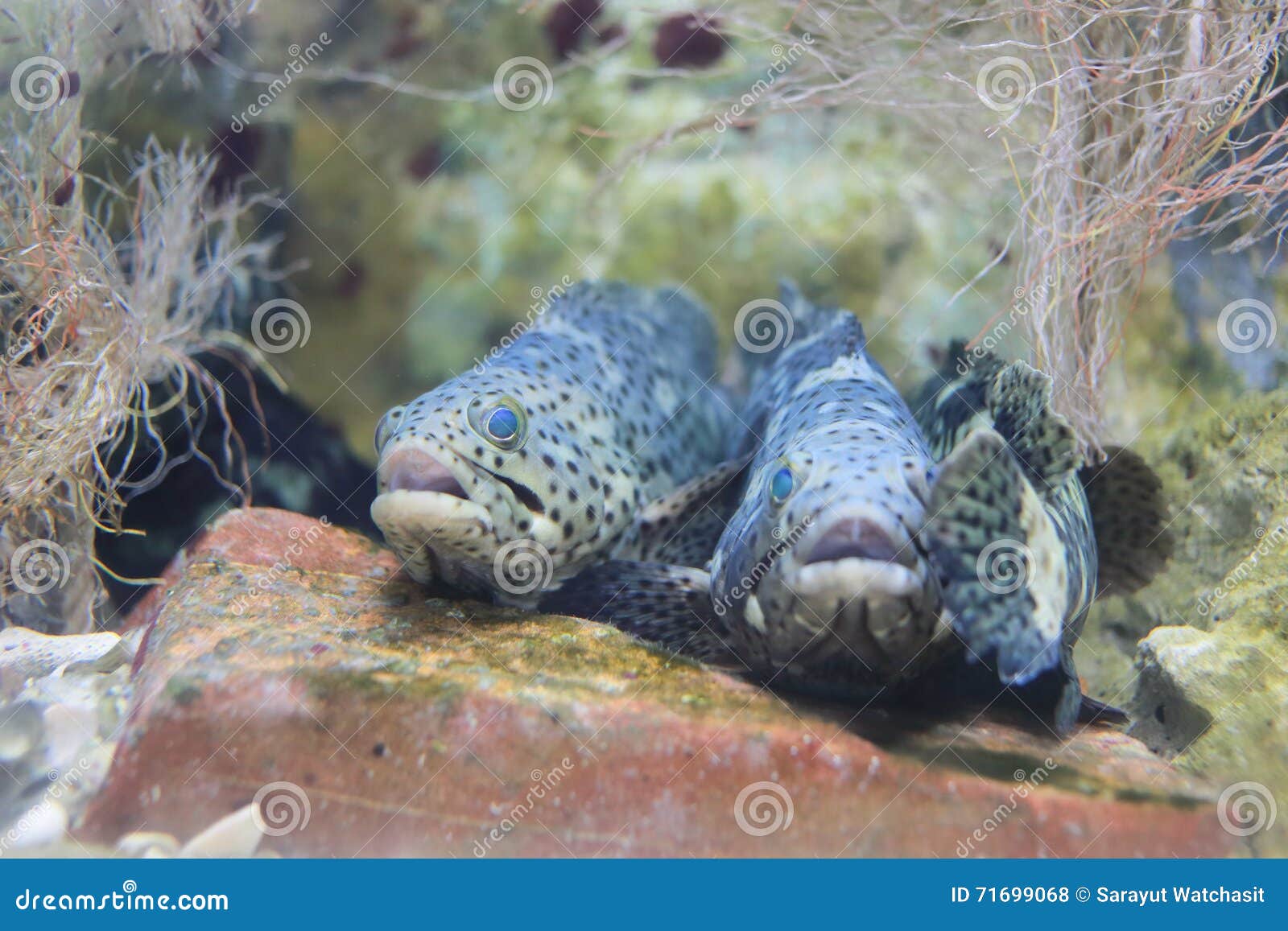 Grouper stock photo. Image of nature, environment, diving - 71699068
