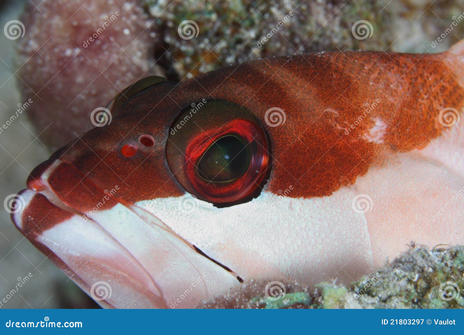 Grouper portrait - Red Sea stock image. Image of diving - 21803297