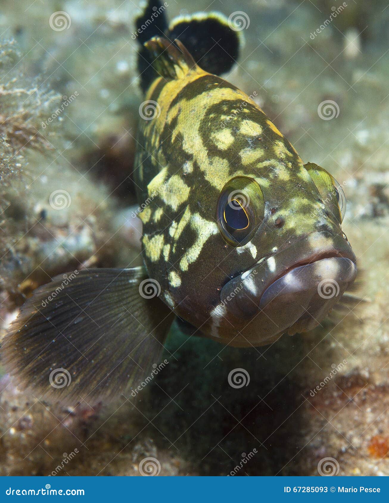 Grouper6 stock image. Image of fish, detail, animal, aquatic - 67285093