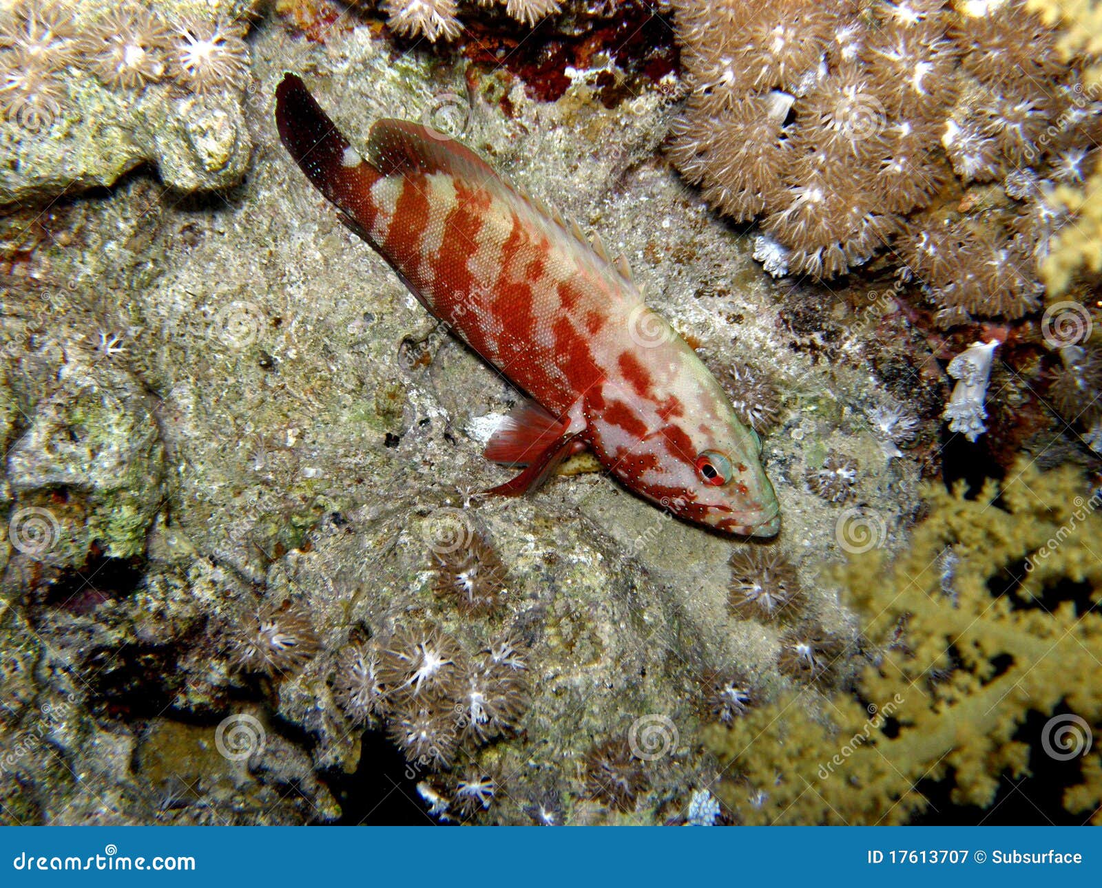 Grouper Red Sea Night Dive stock image. Image of snapper - 17613707