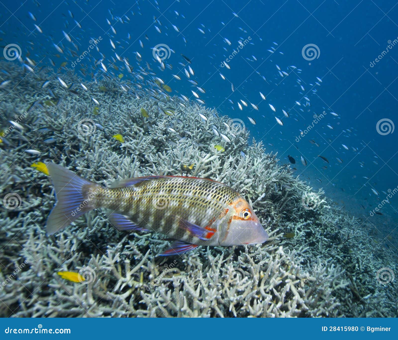Grouper on reef stock photo. Image of coral, blue, reef - 28415980