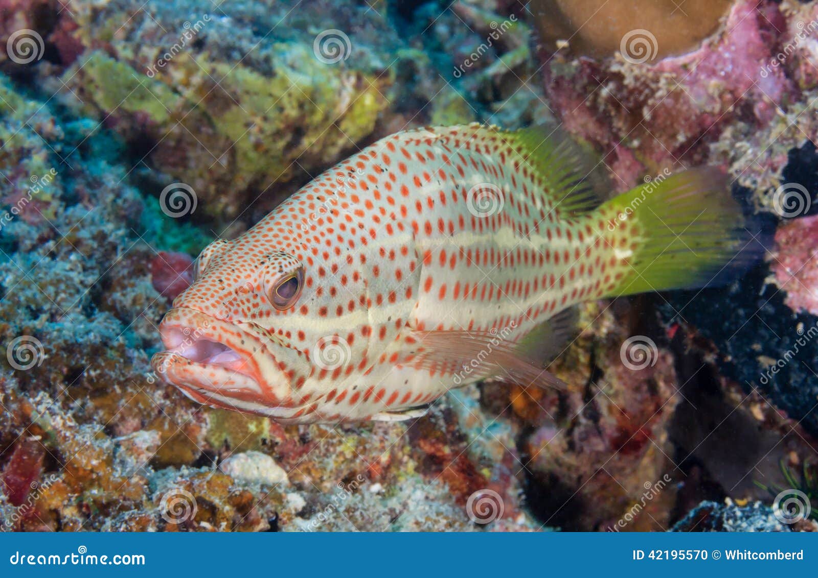 Grouper on a reef stock photo. Image of marine, beautiful - 42195570