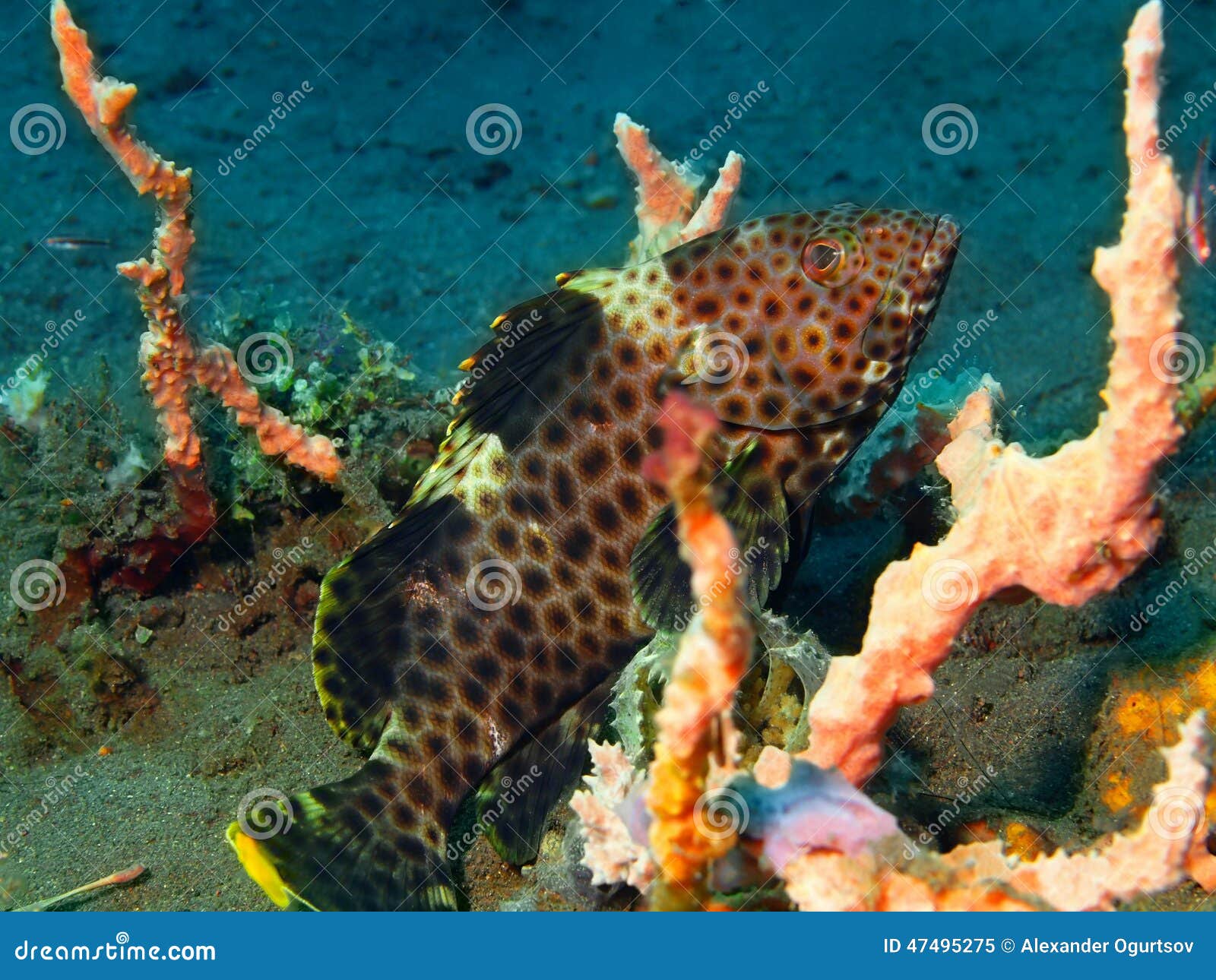 Grouper stock image. Image of world, ocean, grouper, animal - 47495275